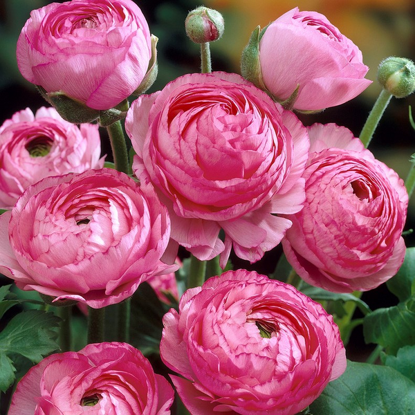 🌸Multicolor Ranunculus Asiaticus Bulbs – ffmetro