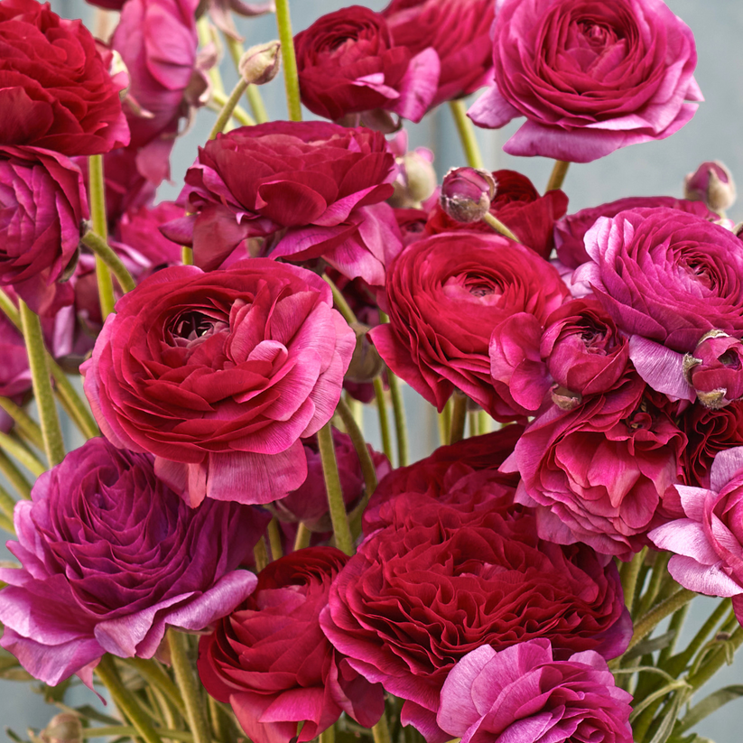 🌸Multicolor Ranunculus Asiaticus Bulbs – ffmetro