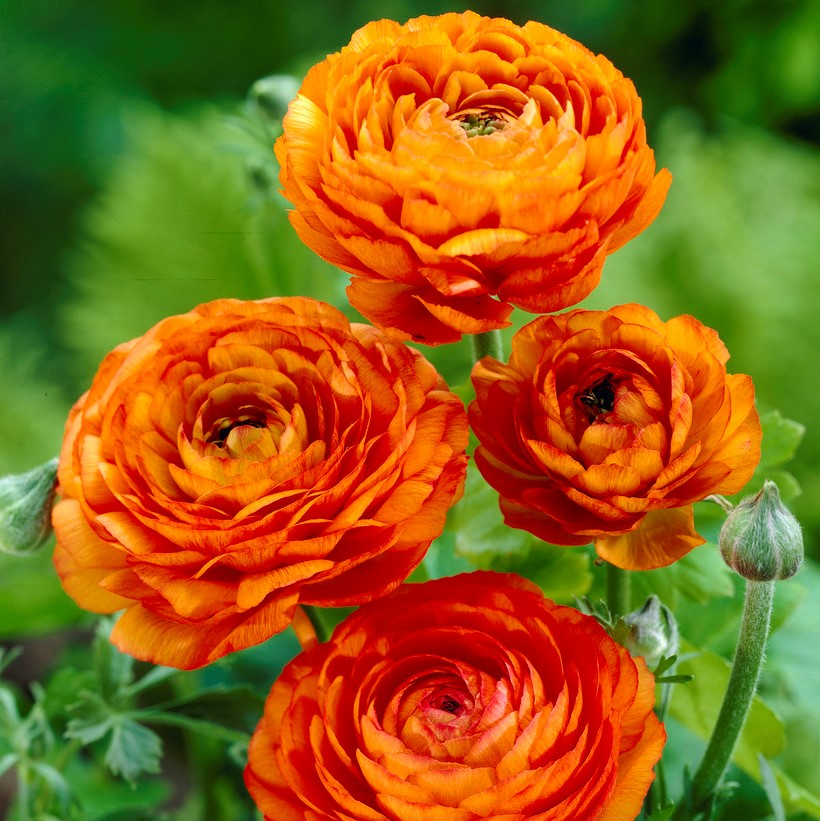 🌸Multicolor Ranunculus Asiaticus Bulbs – ffmetro