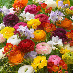 🌸Multicolor Ranunculus Asiaticus Bulbs – ffmetro