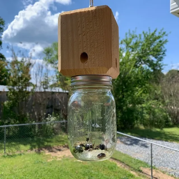 Carpenter Bee Trap – ffmetro