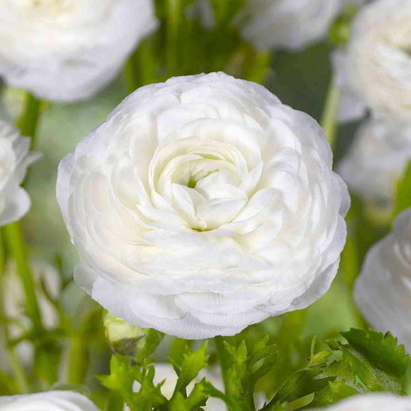🌸Multicolor Ranunculus Asiaticus Bulbs – ffmetro